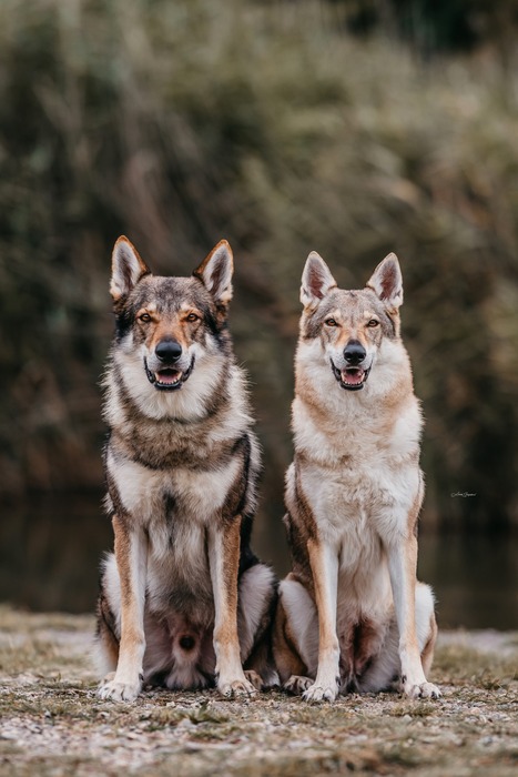 Naši psi :: Kennel Wolf Love story